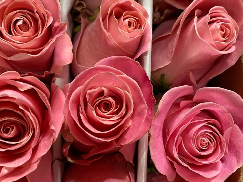 Fresh Cut Roses Roses Hermosa Bubble Gum Pink Fresh Pink Roses - Etsy