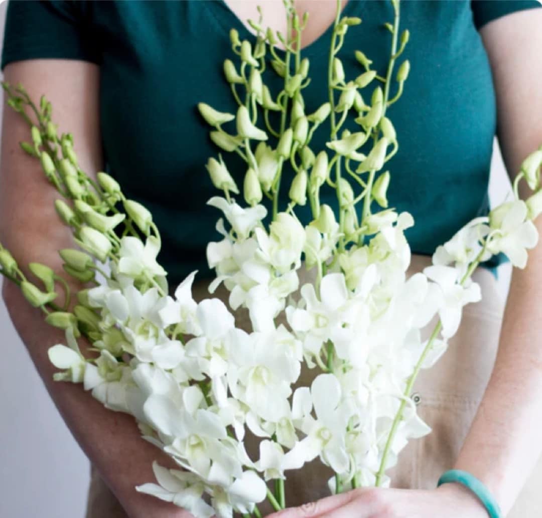 White Dendrobium Orchid Flowerfresh Cut Flowersfresh Cut Orchidswhite ...