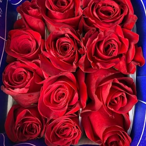 Fresh Cut Roses Roses Freedom Red Fresh Red Roses Wedding Flowersdiy ...