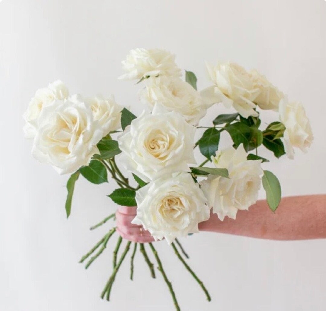 Cream Garden Roses Luxury Roses Novelty Roses White Roses Fresh Cut ...