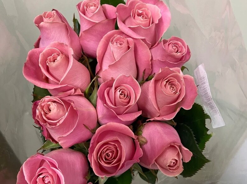 Fresh Cut Roses Roses Hermosa Bubble Gum Pink Fresh Pink Roses - Etsy