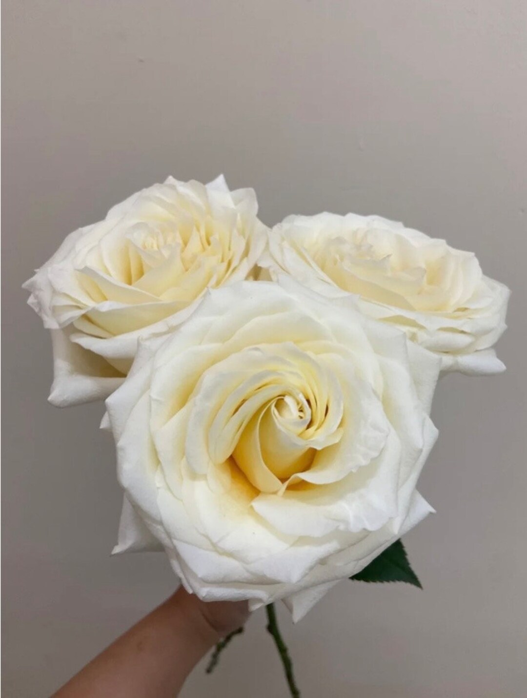 Fresh Cut Roses Roses Candle Light Fresh White Roses Wedding Flowersdiy ...