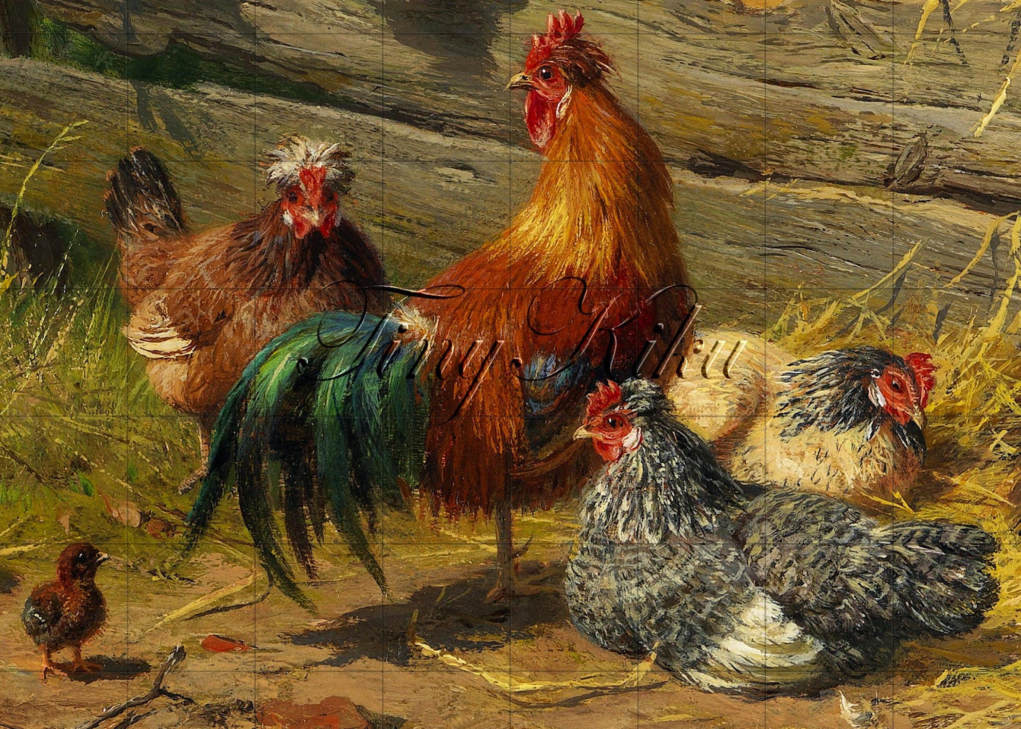 Rooster Scenes Old Barn