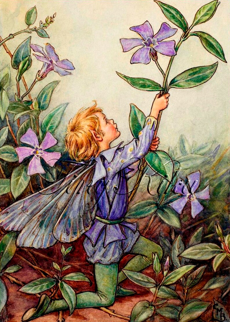 Periwinkle Fairy Vintage Cicely Mary Barker Art Print Etsy
