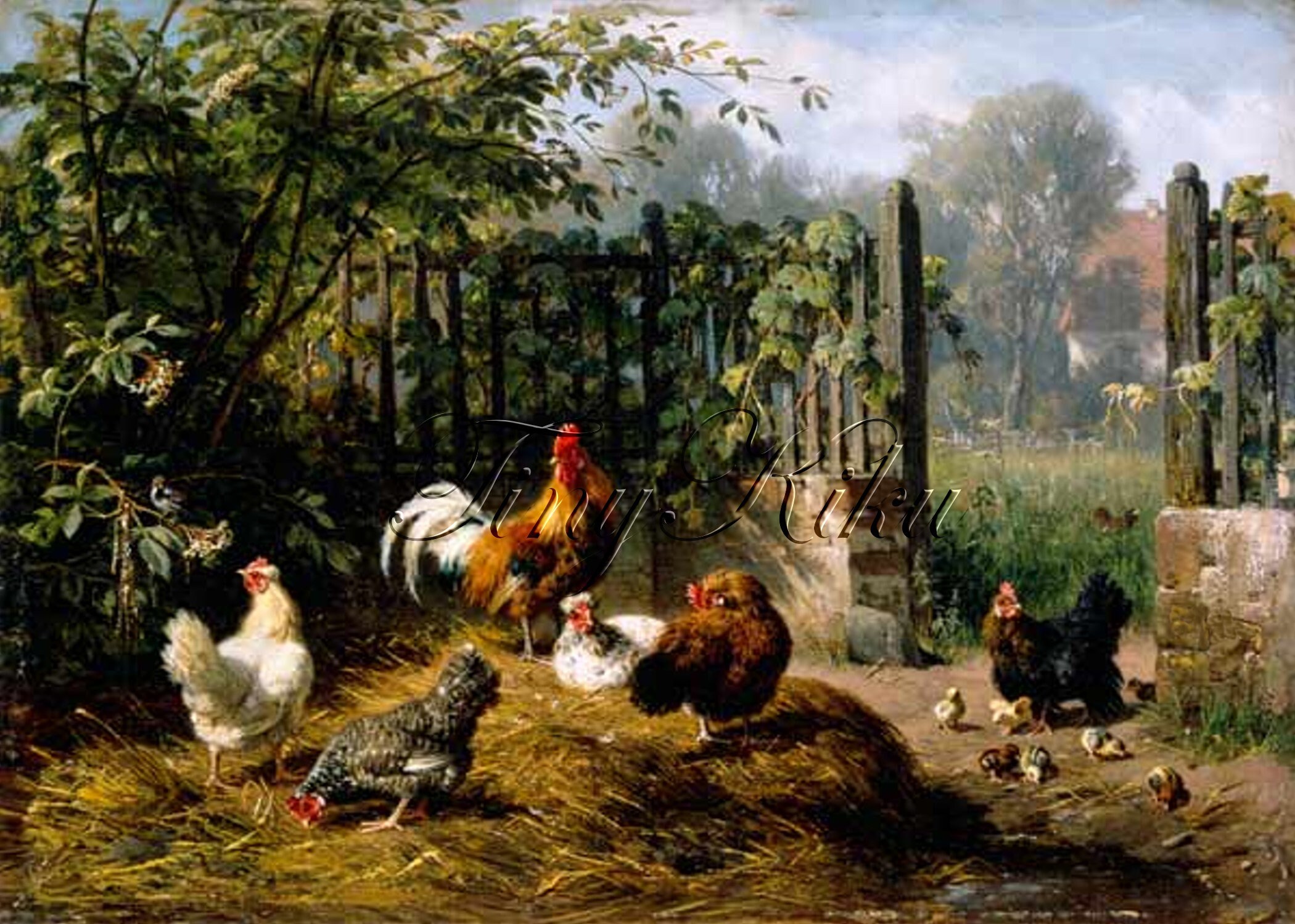 Rooster Scenes Old Barn