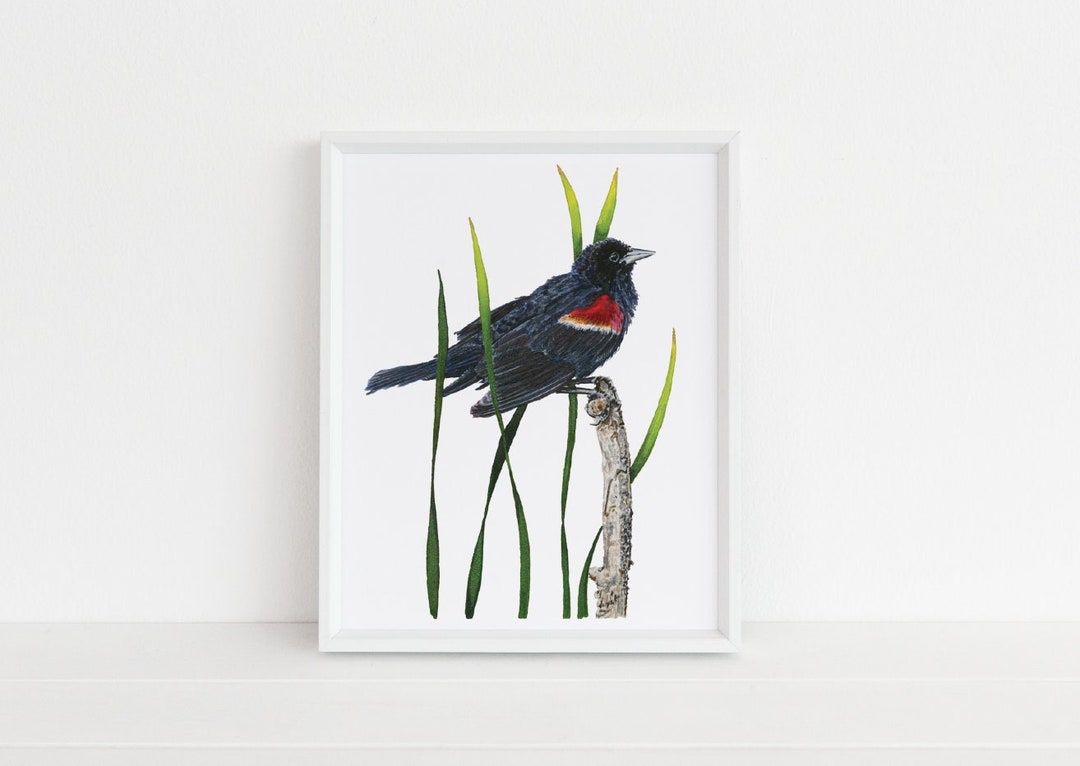 Limited Edition Fine Art Print - Red-winged Blackbird - Original ...
