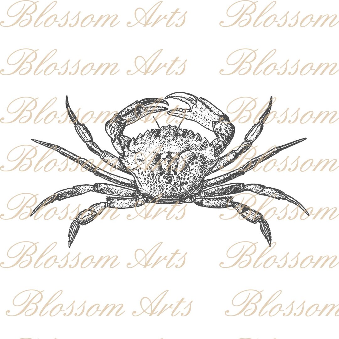 CRAB Instant Digital Download, Green Crab Crustacean Clip Art ...