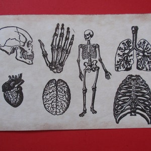 Anatomy Rubber Stamp Set, Human Body Organs and Bones Stamp Set ...