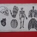 Anatomy Rubber Stamp Set, Human Body Organs and Bones Stamp Set ...