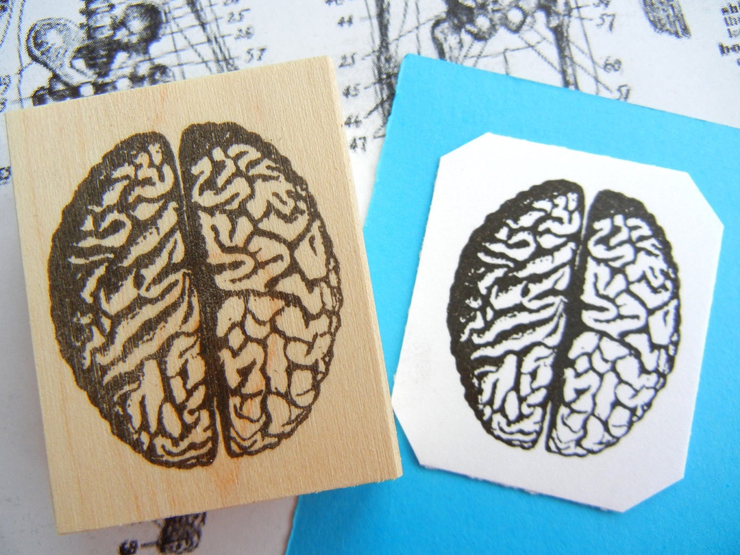 Human Brain Rubber Stamp Anatomy Rubber Stamp Gift for - Etsy