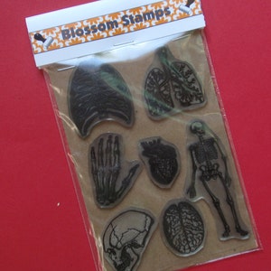 Anatomy Rubber Stamps//skeleton Rubber Stamp//bones Rubber Stamp Set ...