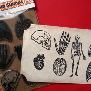 Human Brain Rubber Stamp Anatomy Rubber Stamp Gift for - Etsy