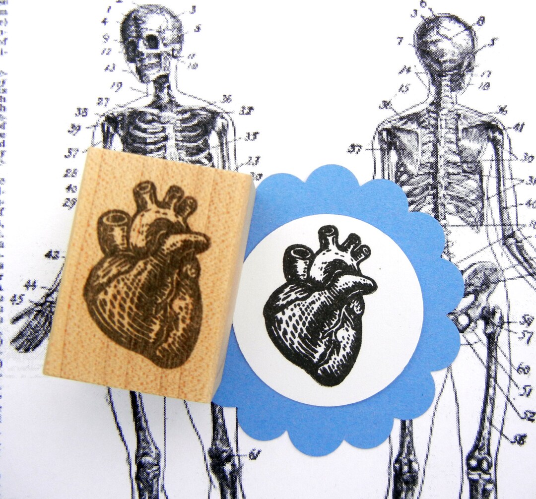 Anatomical Heart Rubber Stamp, Human Heart Anatomy Stamp, Gift for ...
