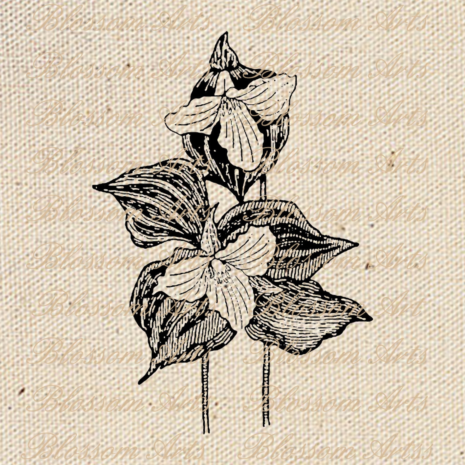 TRILLIUM Wildflower Instant Digital Download Clip Art, Printable Art - Etsy
