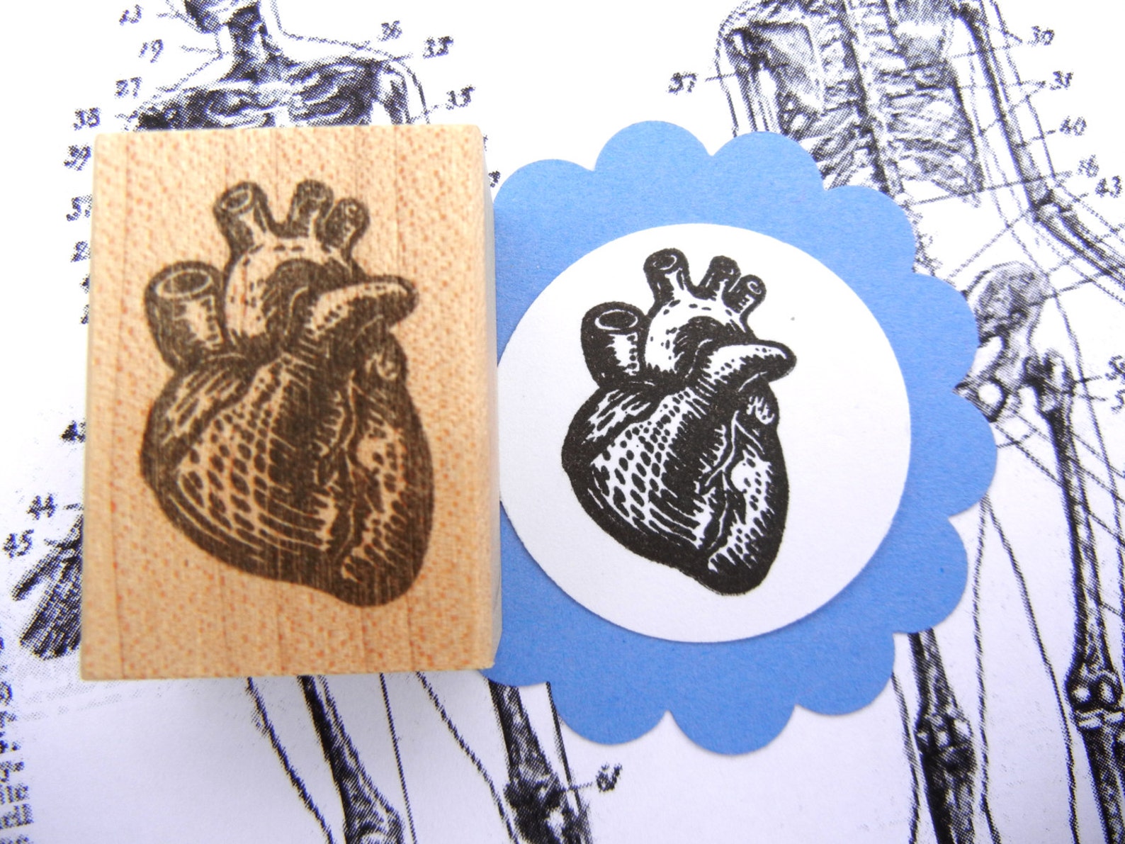 Anatomical Heart Rubber Stamp, Human Heart Anatomy Stamp, Gift for ...