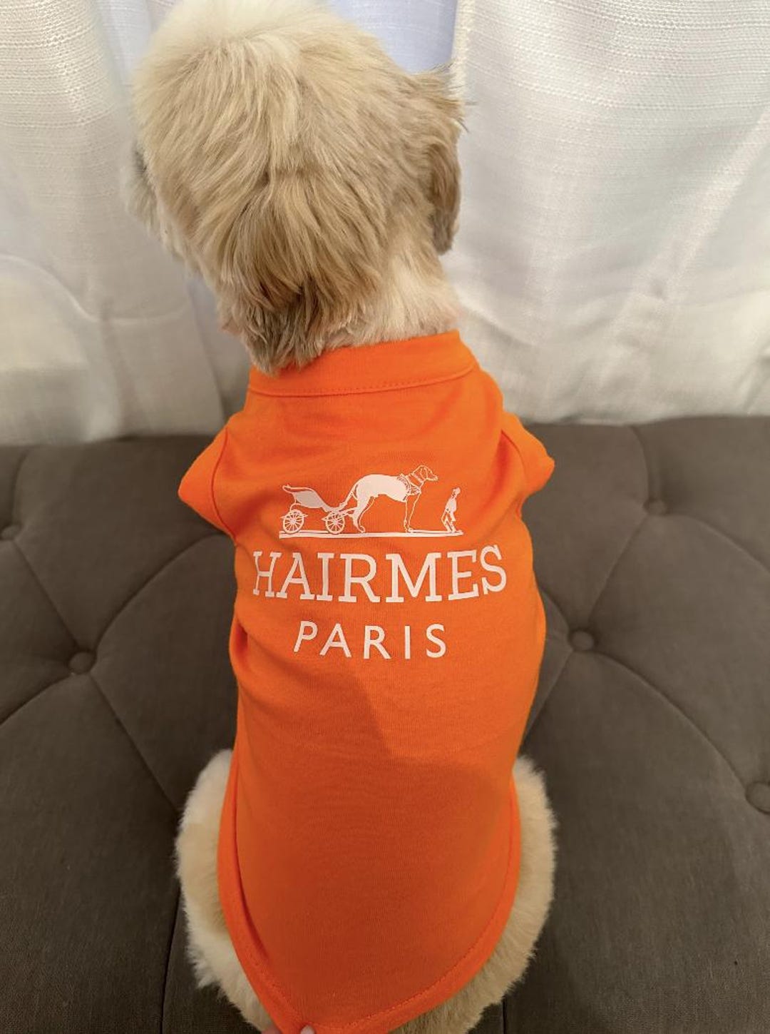 Luxury Dog Products: Premium Dog Clothes and Accessories, Dog Halloween ...