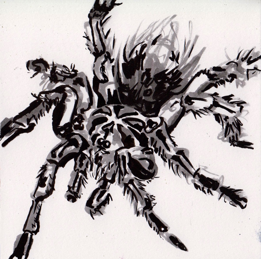 Tarantula Drawing - Ink Painting of a Spider - Black Tarantula Art ...
