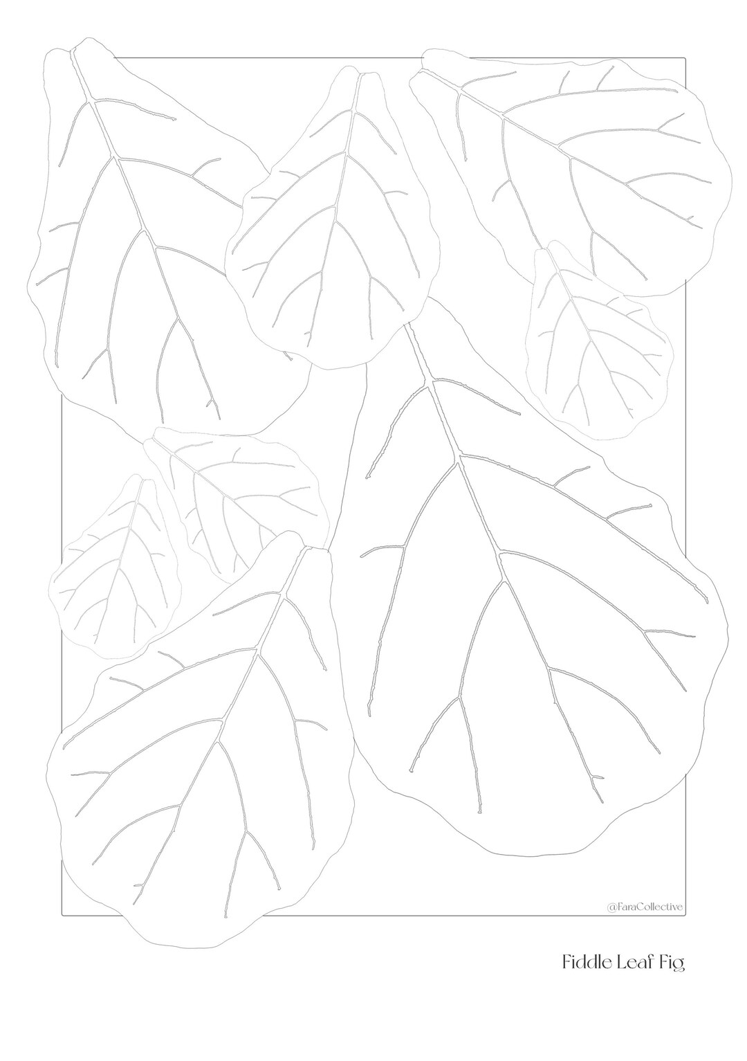 Fiddle Leaf Fig | Botanical Line Art Colouring Page | Digital Download ...