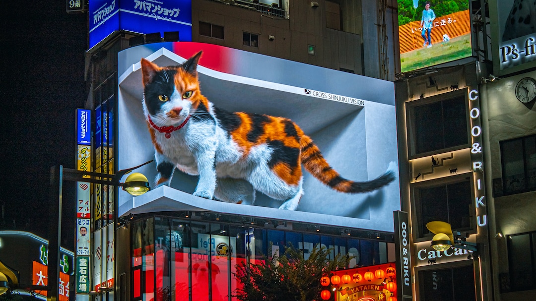 Cat Board/ Shinjuku City / Japan/ Nightlife/ City/ People/ Neonlights ...