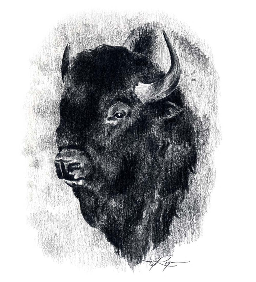 BUFFALO Art Print Pencil Drawing by Artist DJ Rogers - Etsy