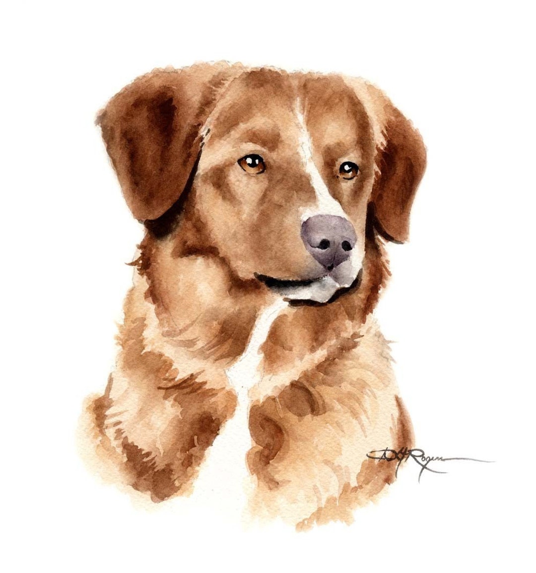 Toller Art Print Nova Scotia Duck Tolling Retriever by Watercolor ...