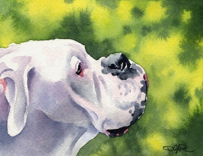 WHITE BOXER Art Print by Watercolor Artist DJ Rogers - Etsy