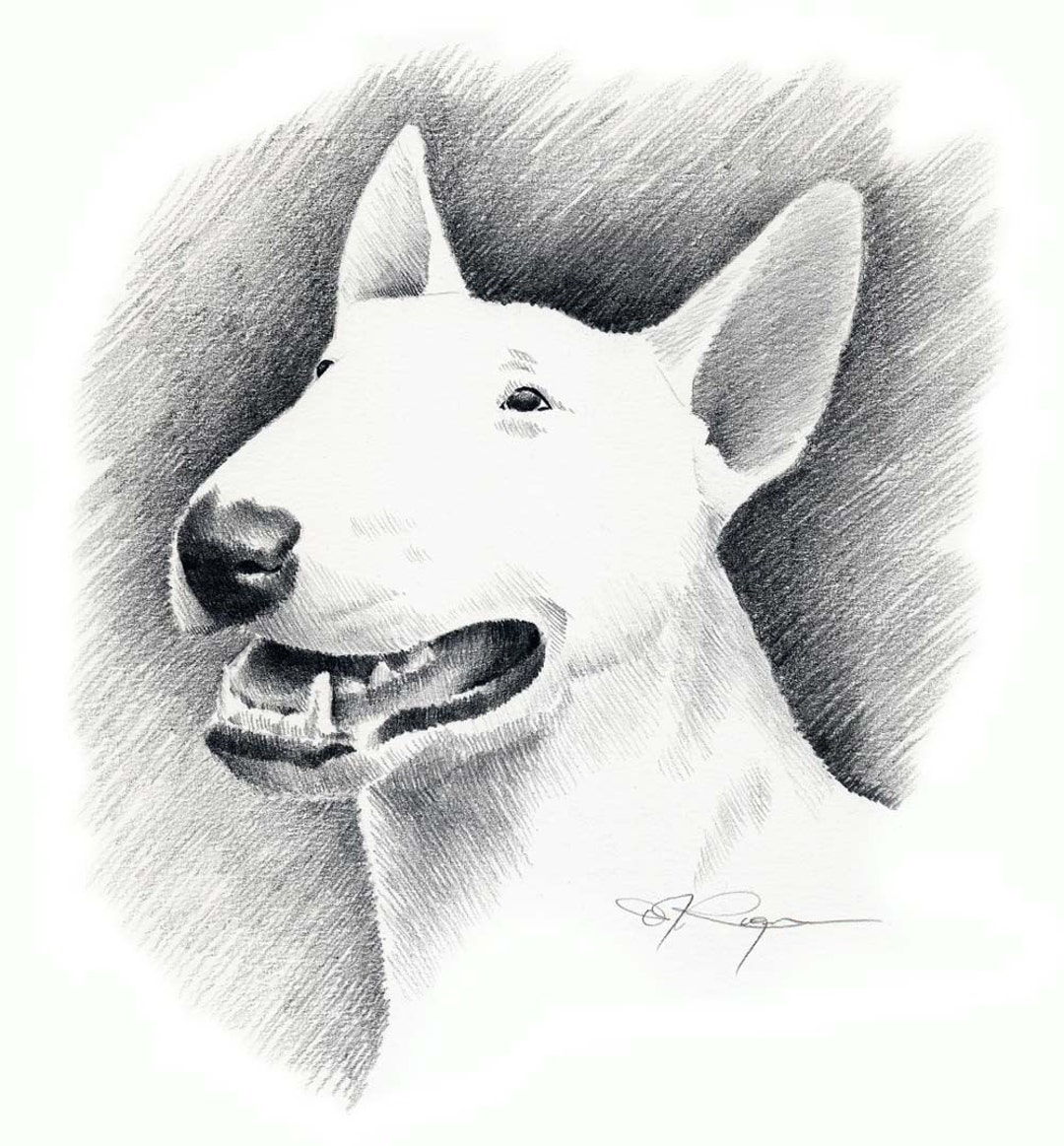 BULL TERRIER Pencil Drawing Art Print by Artist DJ Rogers - Etsy