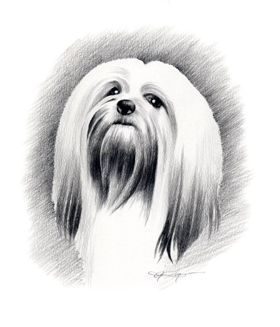 LHASA APSO Art Print by Artist DJ Rogers - Etsy