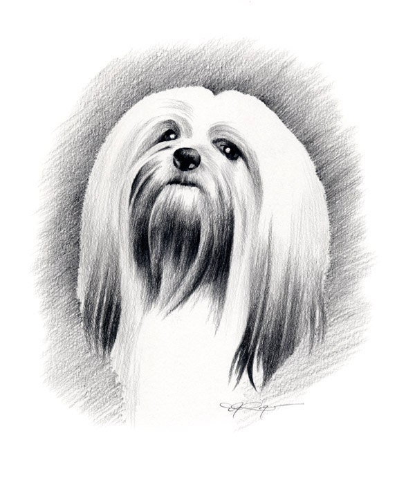 LHASA APSO Art Print by Artist DJ Rogers | Etsy