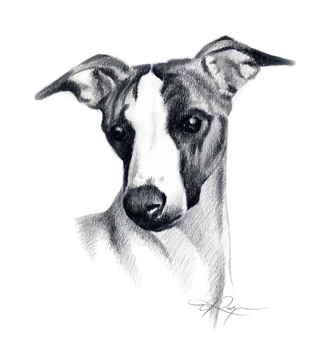 WHIPPET Dog Pencil Drawing ART Print by Artist DJ Rogers - Etsy