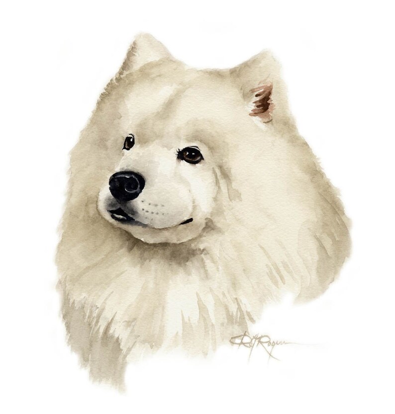 SAMOYED Dog Watercolor Painting ART Print by Artist DJ Rogers - Etsy