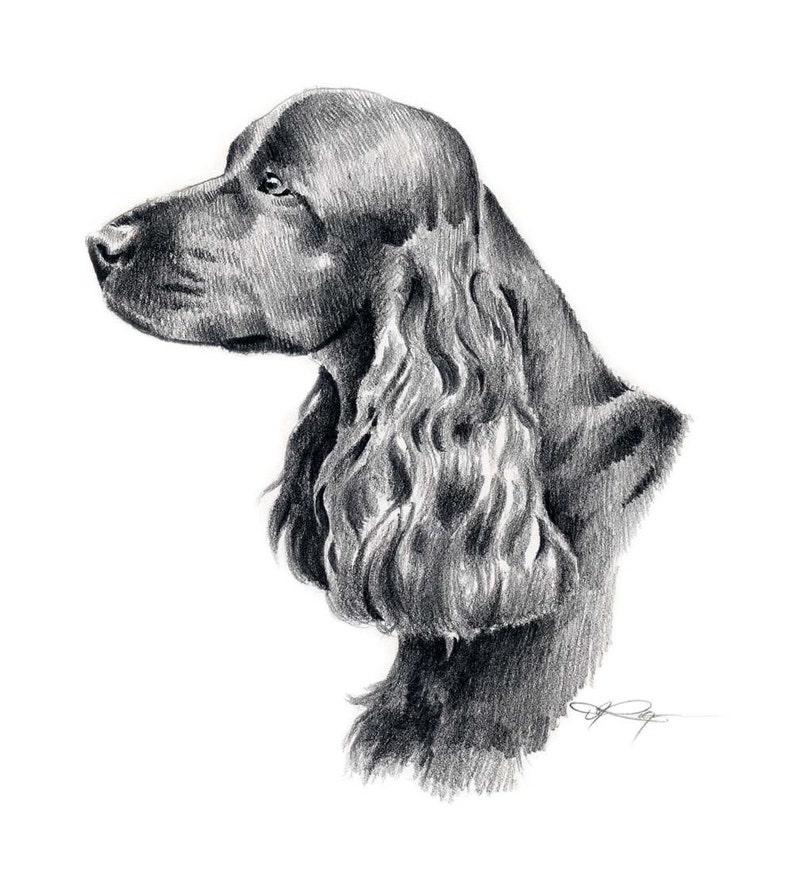 COCKER SPANIEL Art Print Pencil Drawing by Artist DJ Rogers - Etsy