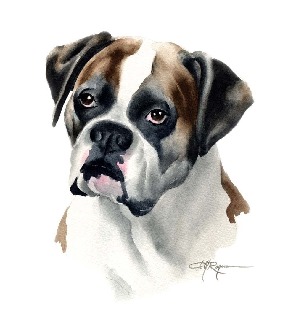 BOXER Art Print by Watercolor Artist DJ Rogers | Etsy