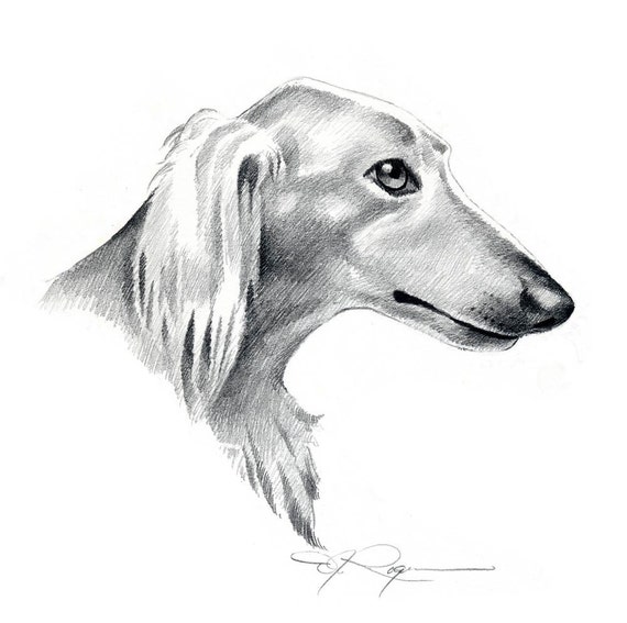 SALUKI Dog Pencil Drawing ART Print by Artist DJ Rogers | Etsy