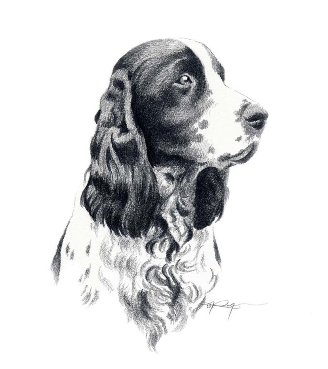 SPRINGER SPANIEL Dog Pencil Drawing Art Print by Artist DJ | Etsy