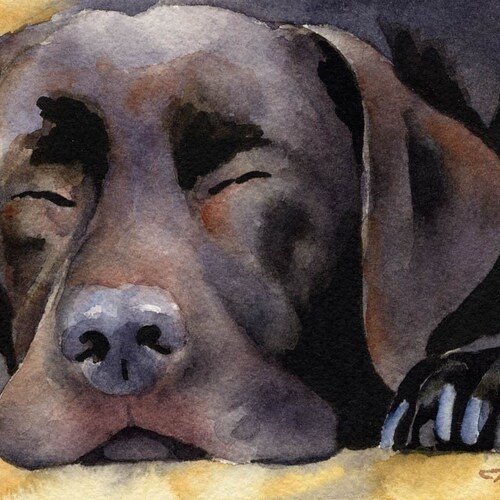 LABRADOR RETRIEVER Dog Pencil Drawing Art Print by Artist DJ - Etsy