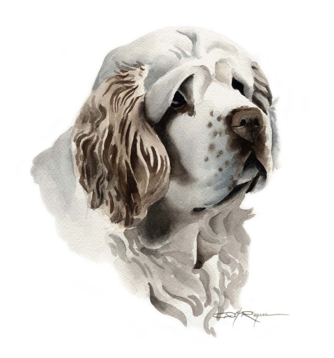 CLUMBER SPANIEL Dog Art Print by Artist DJ Rogers - Etsy