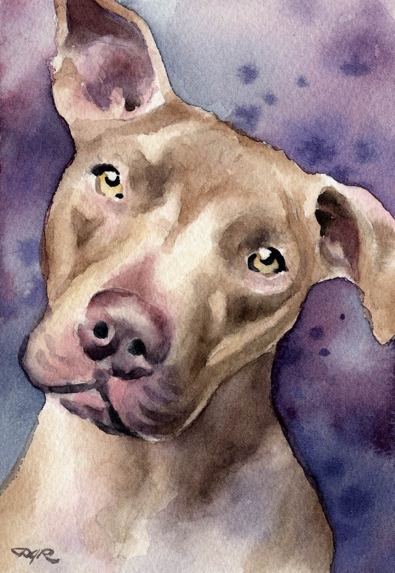 PIT BULL TERRIER Art Print by Watercolor Artist D J Rogers | Etsy