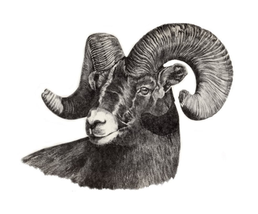 RAM Wildlife Art Print by Pencil Drawing Artist DJ Rogers - Etsy