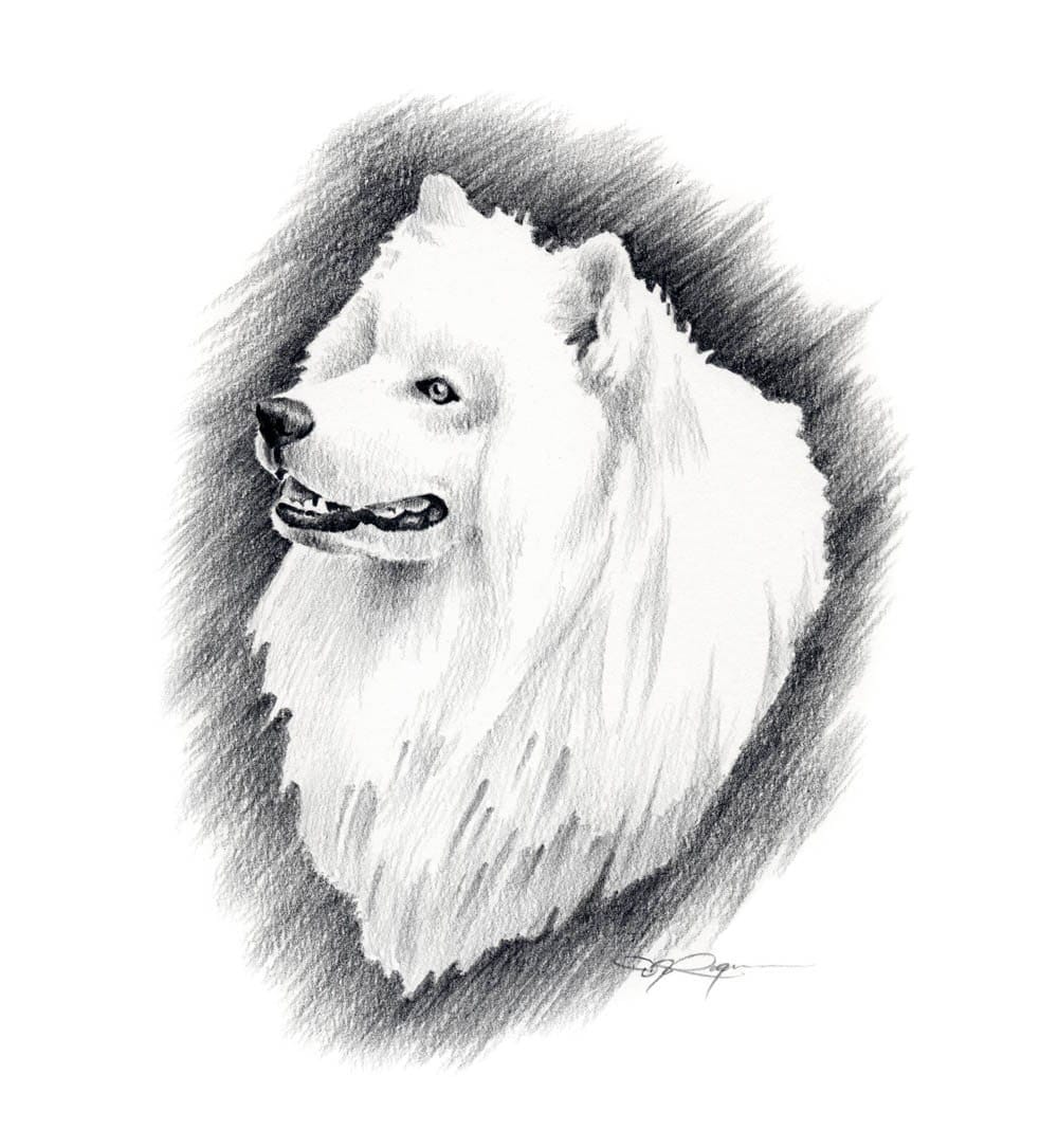 SAMOYED Dog Pencil Drawing ART Print by Artist DJ Rogers | Etsy