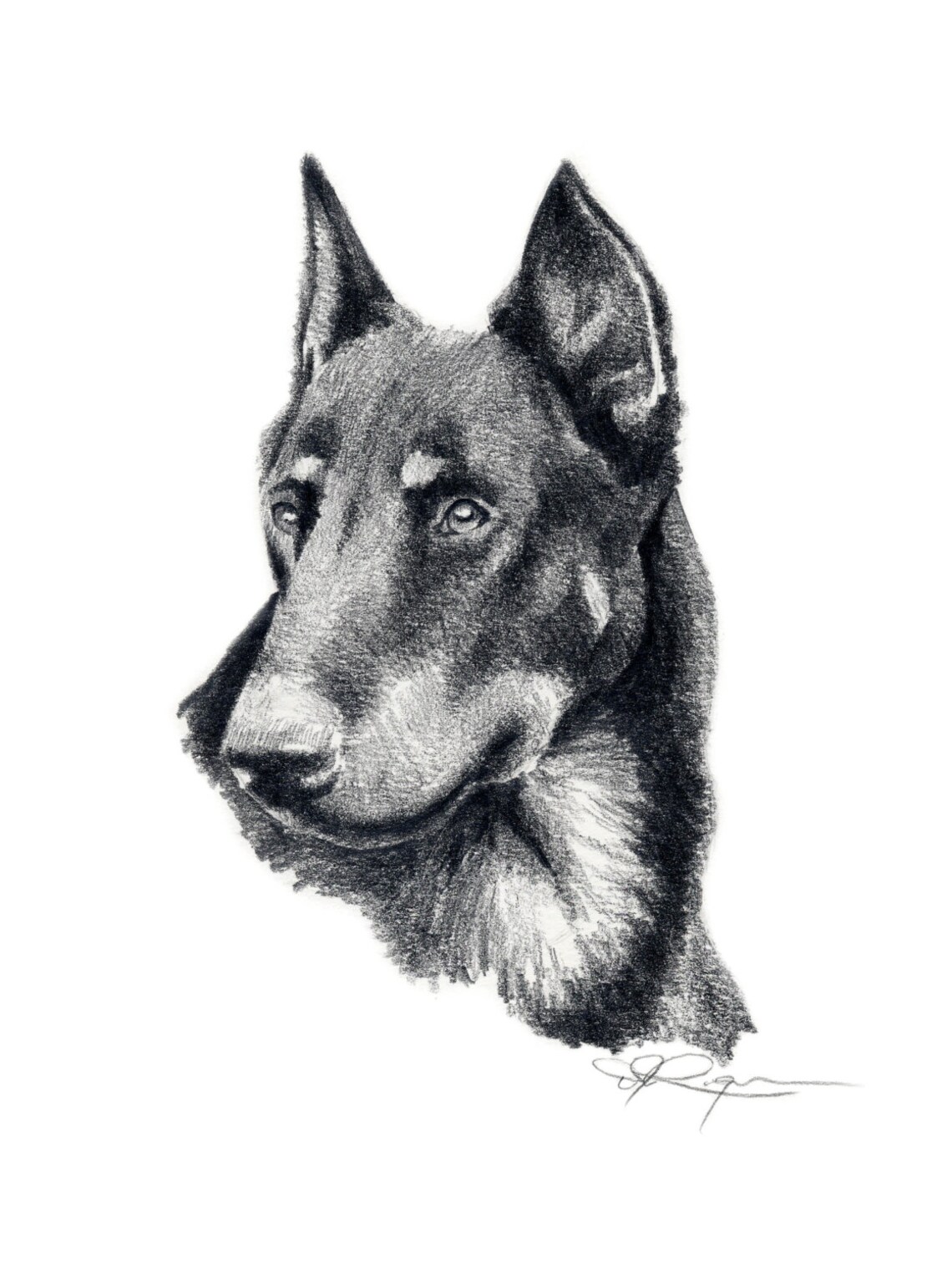 BEAUCERON Dog Art Print Pencil Drawing by Artist DJ Rogers - Etsy