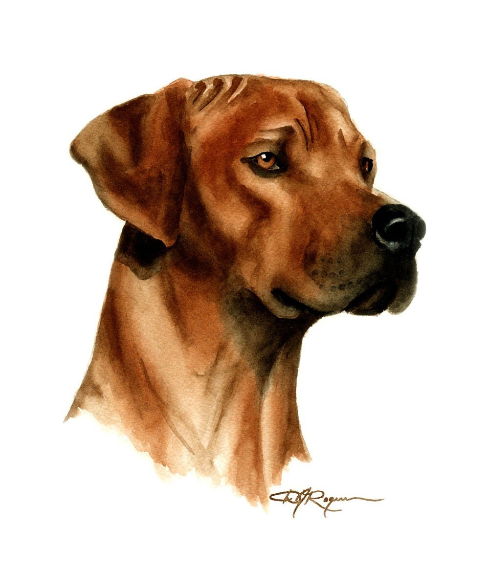 RHODESIAN RIDGEBACK Dog Watercolor Painting Art Print by - Etsy