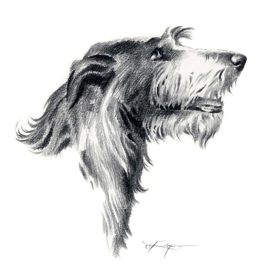 DEERHOUND Pencil Drawing Art Print by Artist DJ Rogers - Etsy