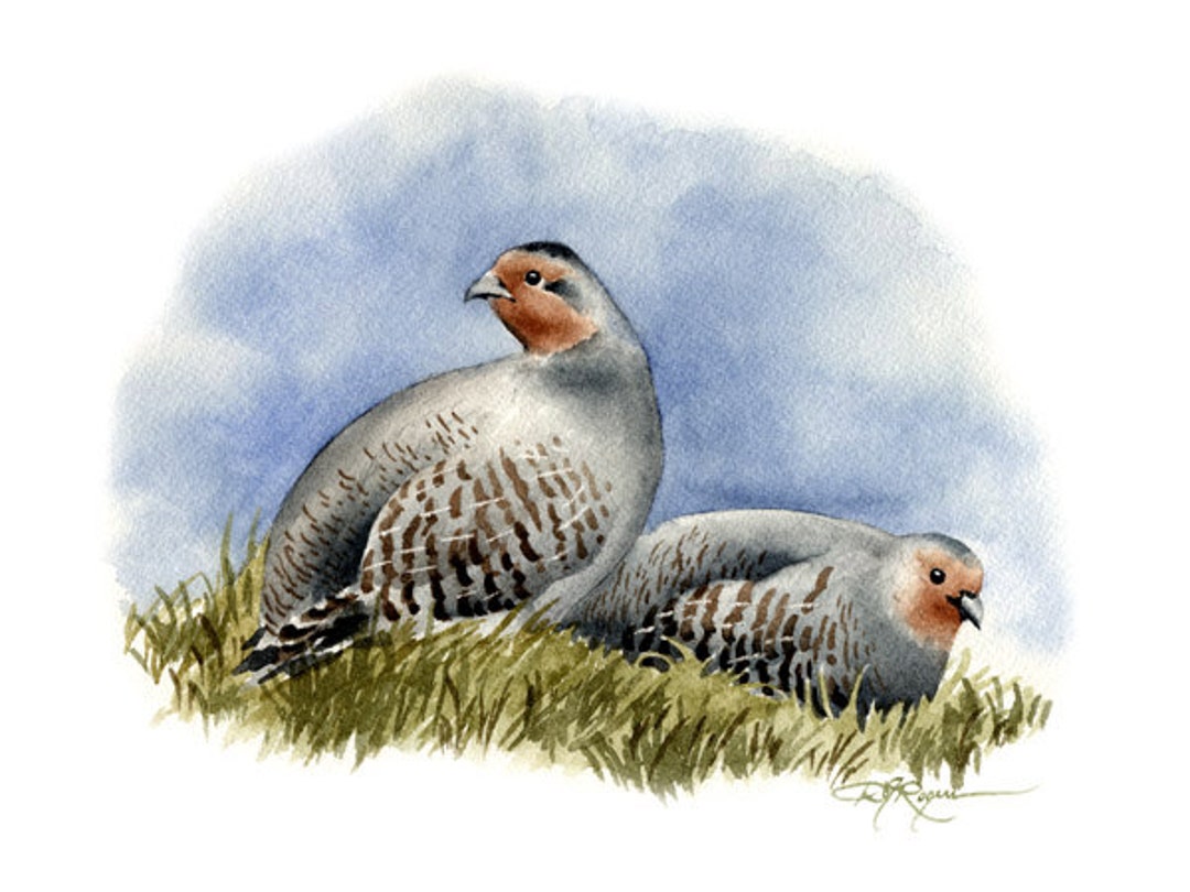 Gray Partridge Art Print by Watercolor Artist DJ Rogers - Etsy