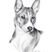 Treeing Walker Coonhound Dog Pencil Drawing Art Print by Artist DJ ...