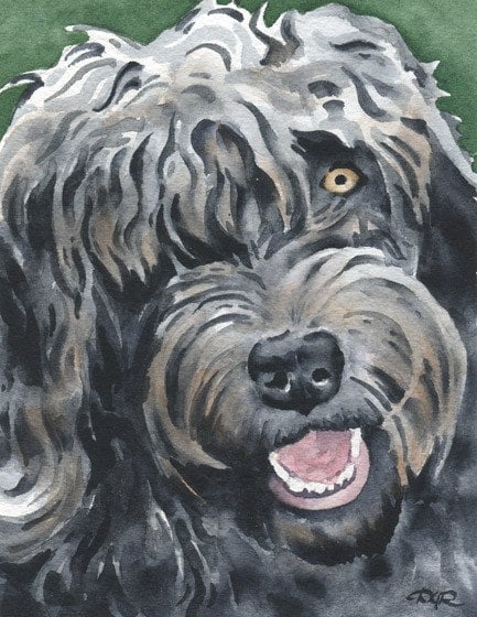 LABRADOODLE Art Print by Watercolor Artist DJ Rogers | Etsy