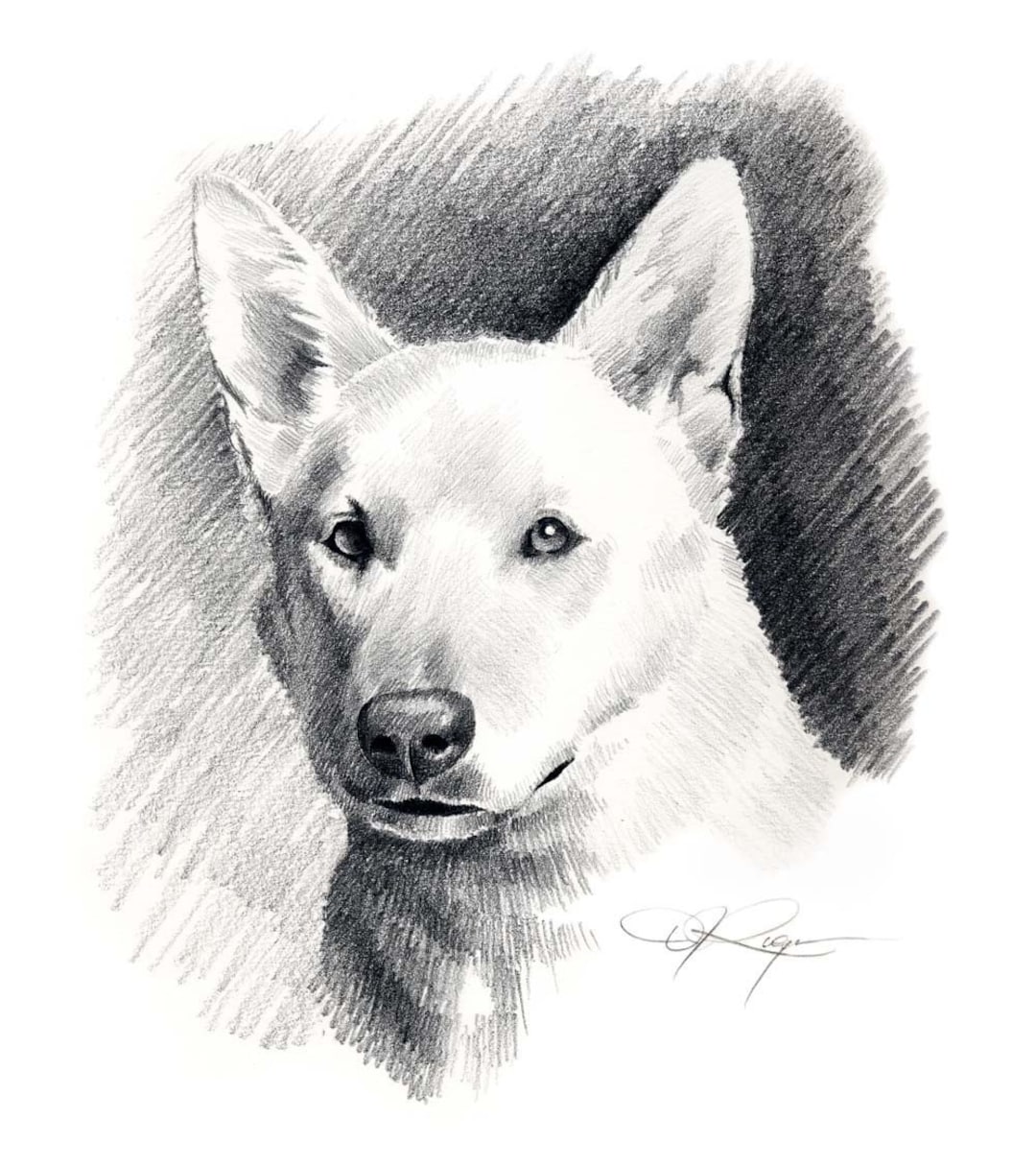 WHITE GERMAN SHEPHERD Dog Pencil Drawing Art Print by Artist D J Rogers ...