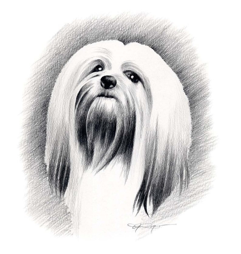LHASO APSO Dog Pencil Drawing Art Print by Artist DJ Rogers - Etsy
