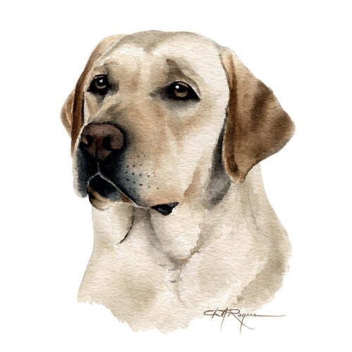 LABRADOR RETRIEVER Dog Pencil Drawing Art Print by Artist DJ - Etsy