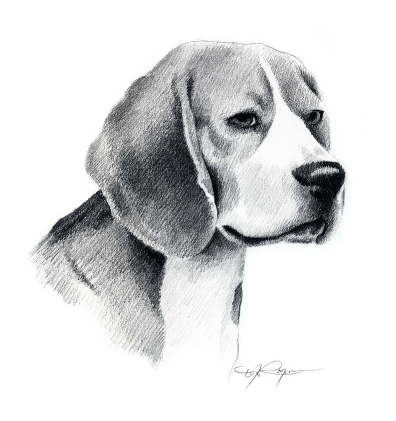 BEAGLE Art Print Pencil Drawing by Artist DJ Rogers | Etsy